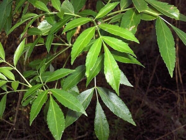 18 Different Types of Ash Trees & Their Identifying Features