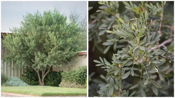 18 Different Types of Ash Trees & Their Identifying Features