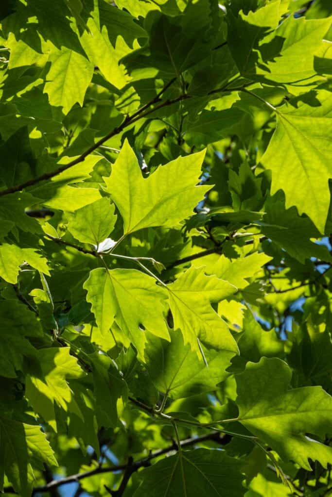 5 Stunning White Bark Trees You Will Find In Texas