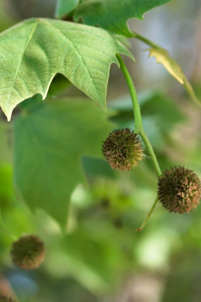 5 Stunning White Bark Trees You Will Find In Texas