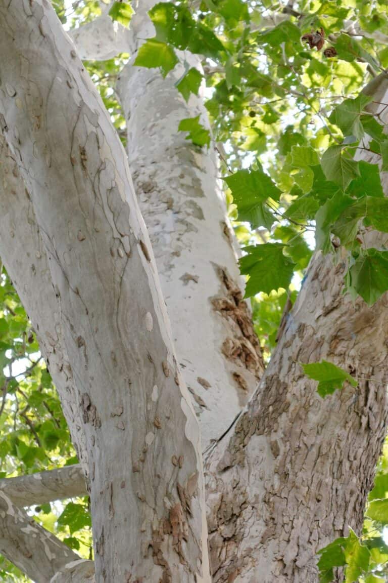 5 Stunning White Bark Trees You Will Find In Texas