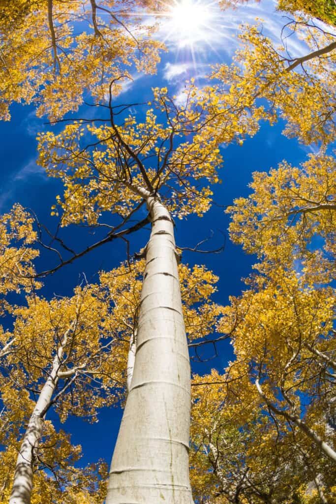 5 Stunning White Bark Trees You Will Find In Texas