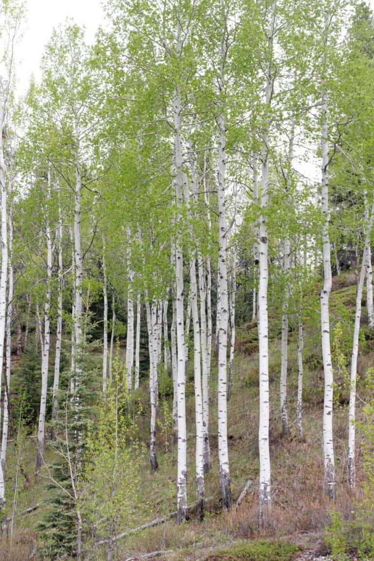 5 Stunning White Bark Trees You Will Find In Texas