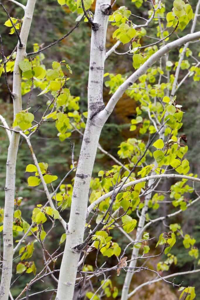 5 Stunning White Bark Trees You Will Find In Texas