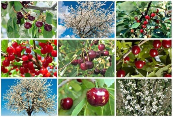 10 Fast-Growing Shade Trees for USDA Zone 5