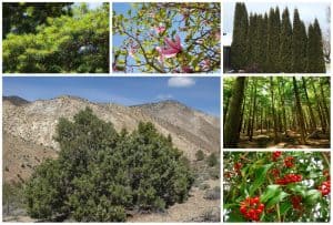 12 Small & Dwarf Tree Varieties for USDA Zone 5