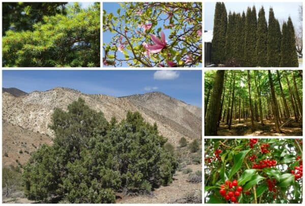 8 Excellent Evergreen Trees That Will Thrive in USDA Zone 7