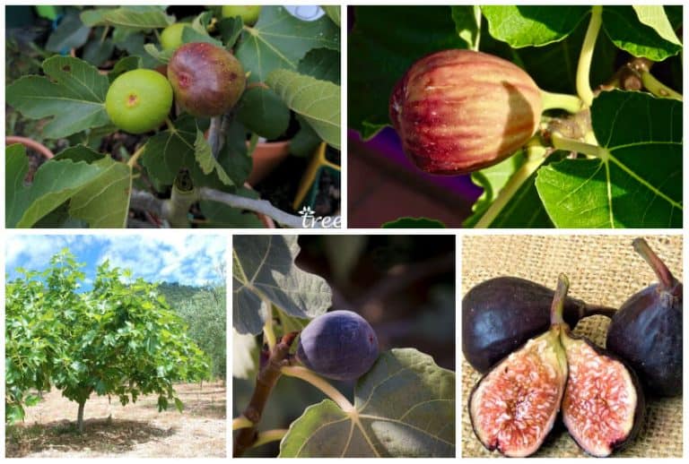 7 Types of Fruit Trees That Will Thrive in Kansas