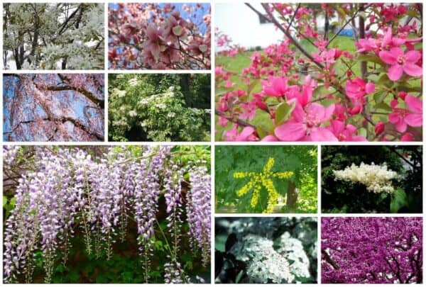 12 Flowering Trees in Kansas (White, Yellow, Purple & Pink)