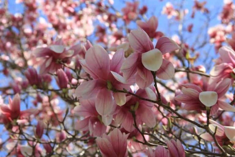 15 Beautiful Flowering Ornamental Trees for USDA Zone 5