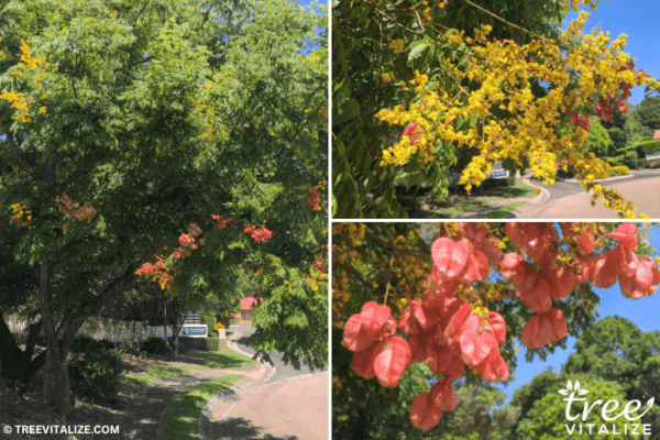 6 Drought-Tolerant Trees for USDA Zone 9 Dry Landscapes