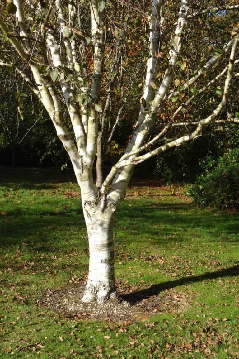 5 Stunning White Bark Trees You Will Find In Texas