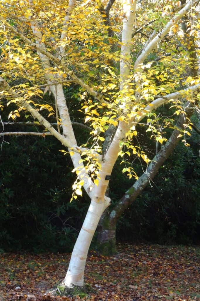 5 Stunning White Bark Trees You Will Find In Texas