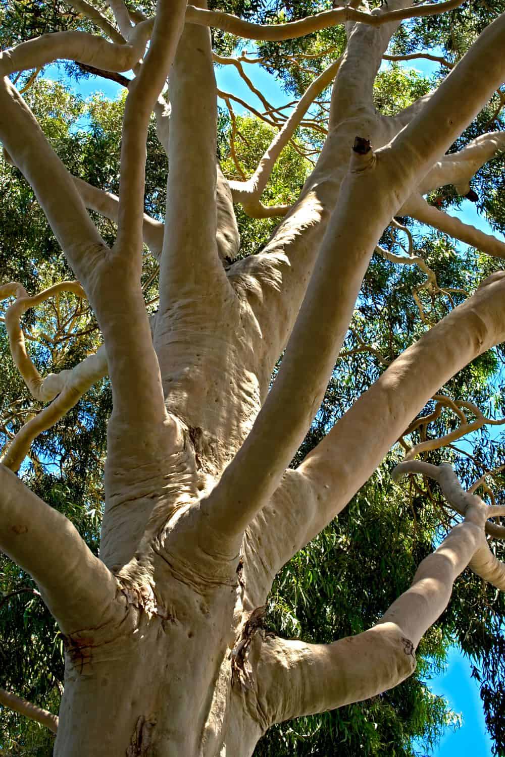 5 Stunning White Bark Trees You Will Find In Texas