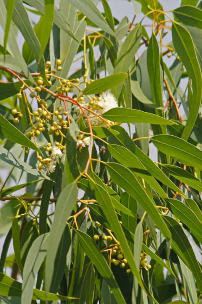 5 Stunning White Bark Trees You Will Find In Texas