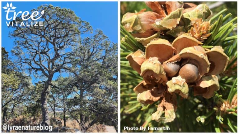 What Difference Can One Tree Make?