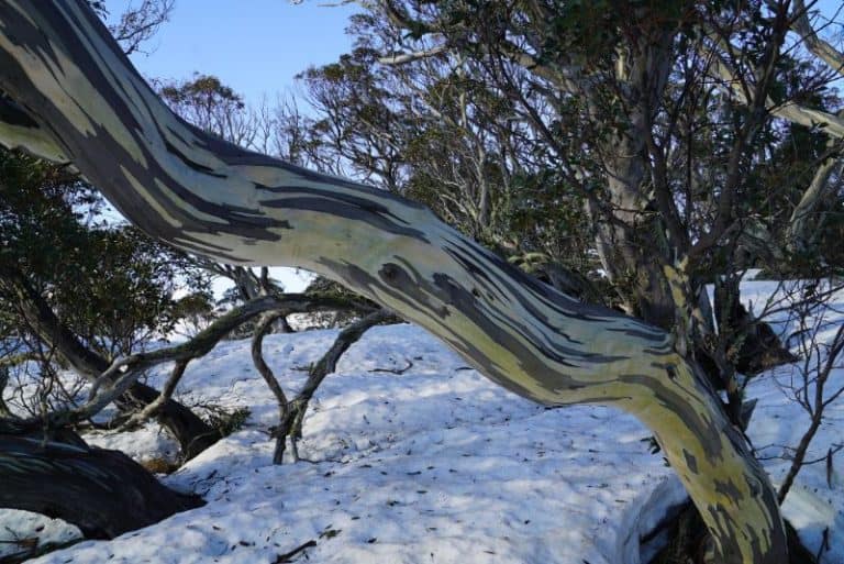 5 Stunning White Bark Trees You Will Find In Texas