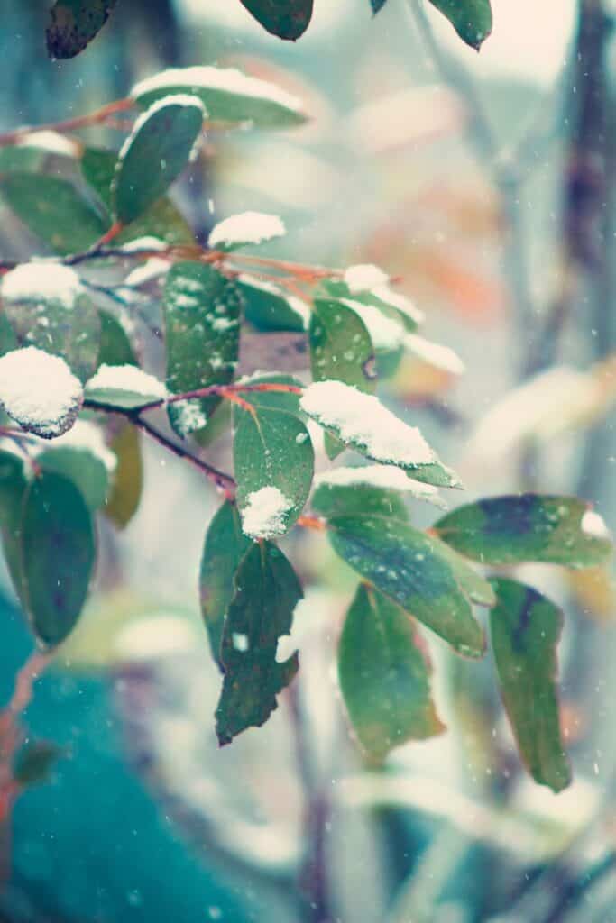 5 Stunning White Bark Trees You Will Find In Texas