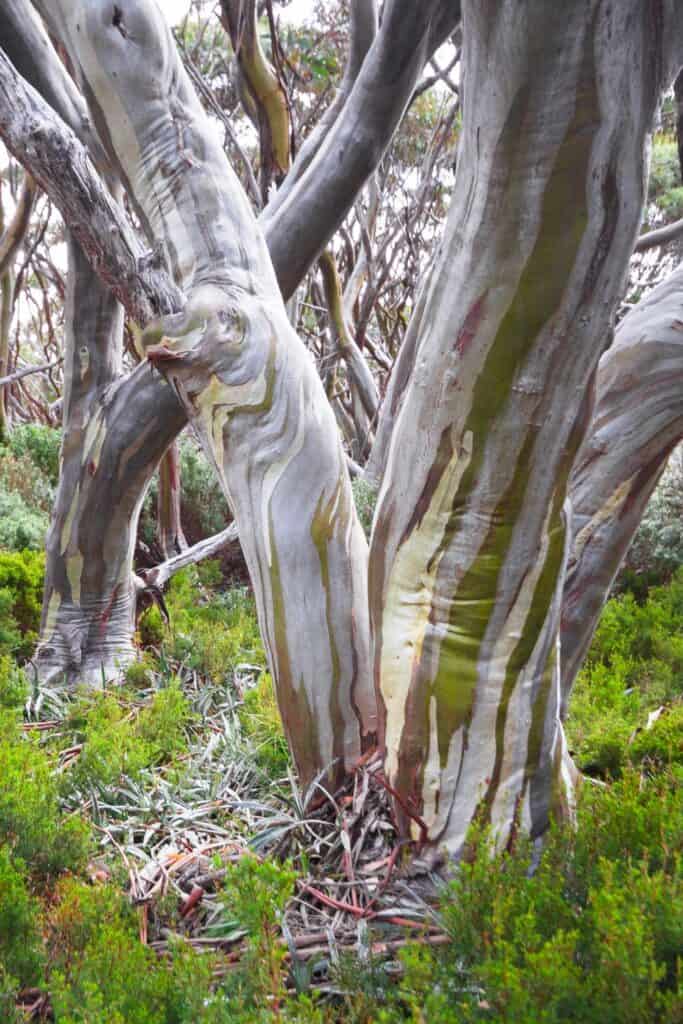 5 Stunning White Bark Trees You Will Find In Texas