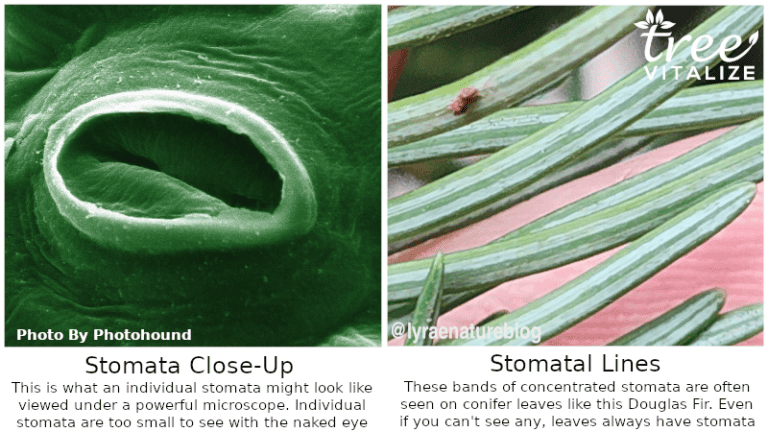 What Difference Can One Tree Make?