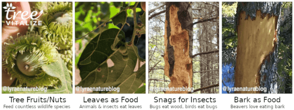 What Difference Can One Tree Make?