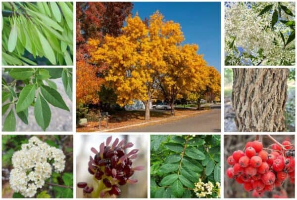 18 Different Types of Maple Trees & Identifying Features