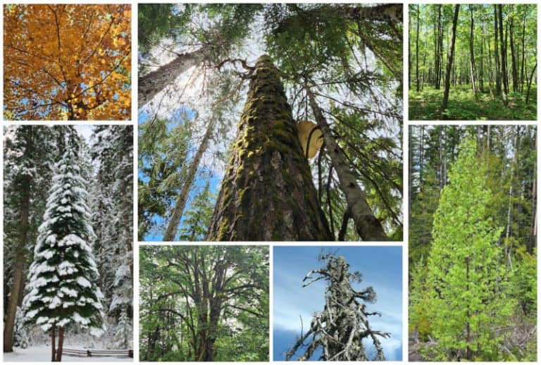 What Difference Can One Tree Make?