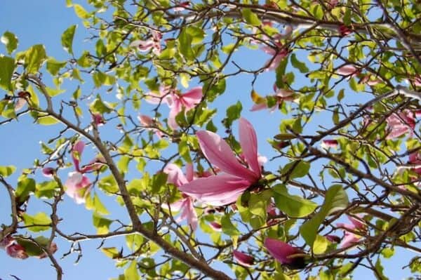 6 Evergreen Trees for USDA Zone 5 Gardens & Landscapes