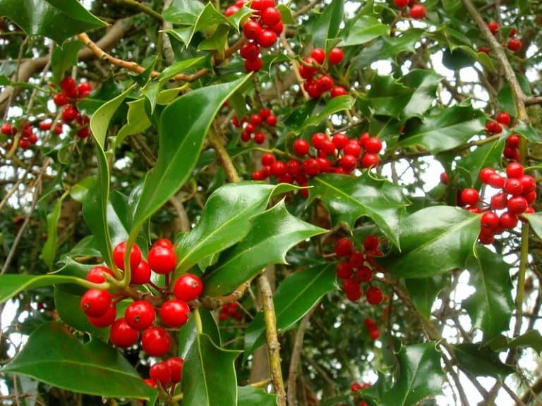 6 Evergreen Trees for USDA Zone 5 Gardens & Landscapes