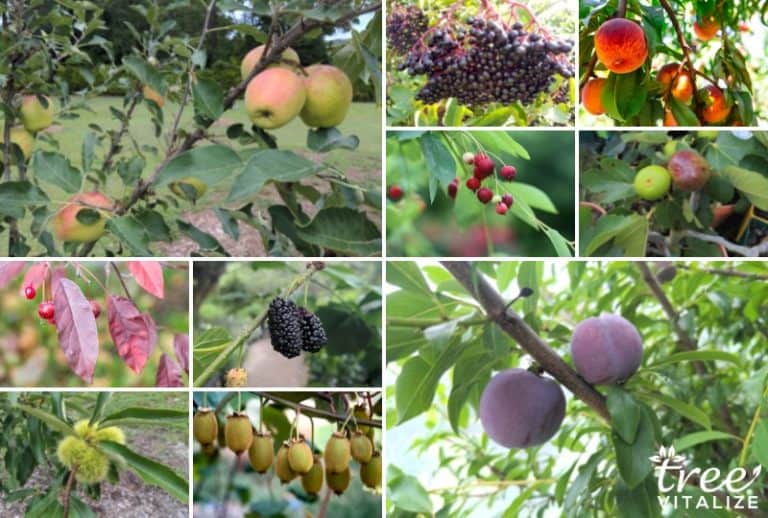 7 Types of Fruit Trees That Will Thrive in Kansas