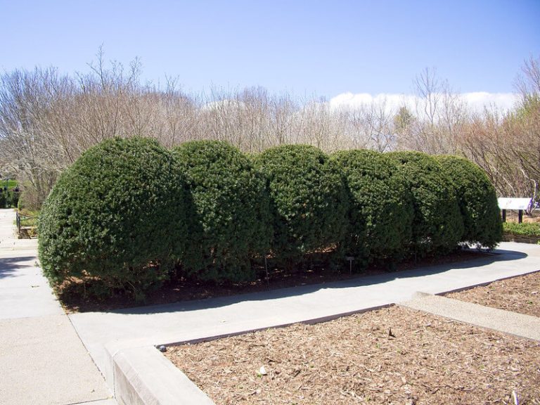 6 USDA Zone 5 Privacy Trees to Screen Your Outdoor Space