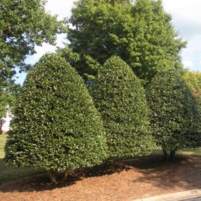 6 USDA Zone 5 Privacy Trees to Screen Your Outdoor Space