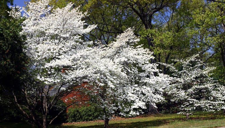 6 USDA Zone 5 Privacy Trees to Screen Your Outdoor Space
