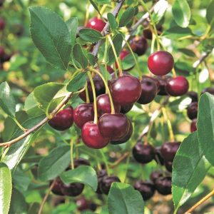 9 Cold Hardy Cherry Trees for USDA Zone 5