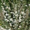 9 Cold Hardy Cherry Trees for USDA Zone 5