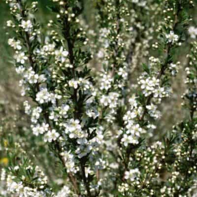 9 Cold Hardy Cherry Trees for USDA Zone 5