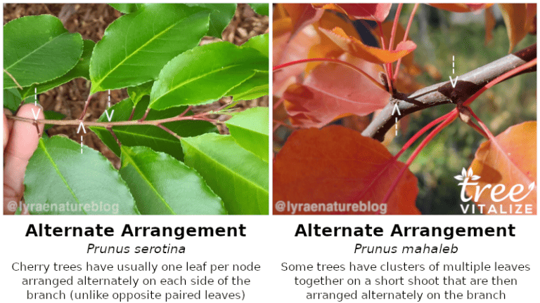 16 Different Types of Cherry Trees & Their Identifying Features