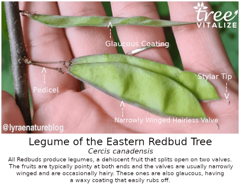 18 Different Types of Redbud Trees & Identifying Features