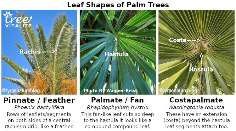 13 Different Types of Coconut Trees & Identifying Features
