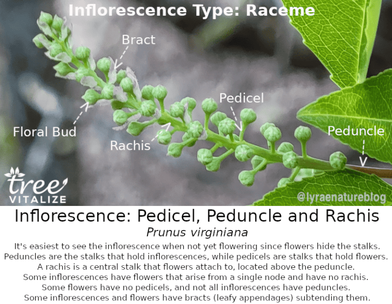 16 Different Types of Cherry Trees & Identifying Features