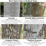 18 Different Types of Redbud Trees & Identifying Features