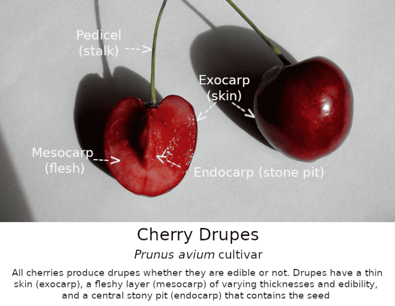 16 Different Types of Cherry Trees & Identifying Features