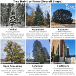 16 Different Types of Magnolia Trees & Identifying Features
