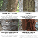 16 Different Types of Cherry Trees & Identifying Features