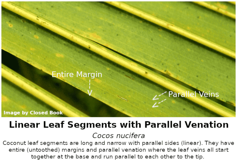 13 Different Types of Coconut Trees & Identifying Features