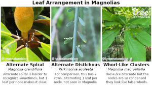 16 Different Types of Magnolia Trees & Identifying Features