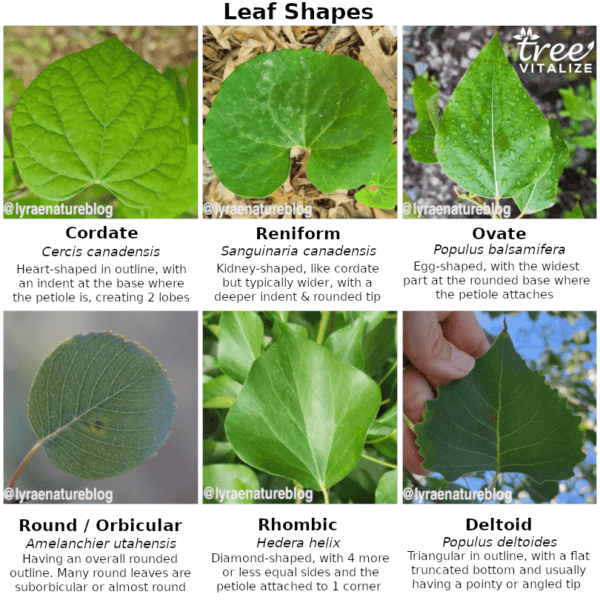 18 Different Types of Redbud Trees & Identifying Features