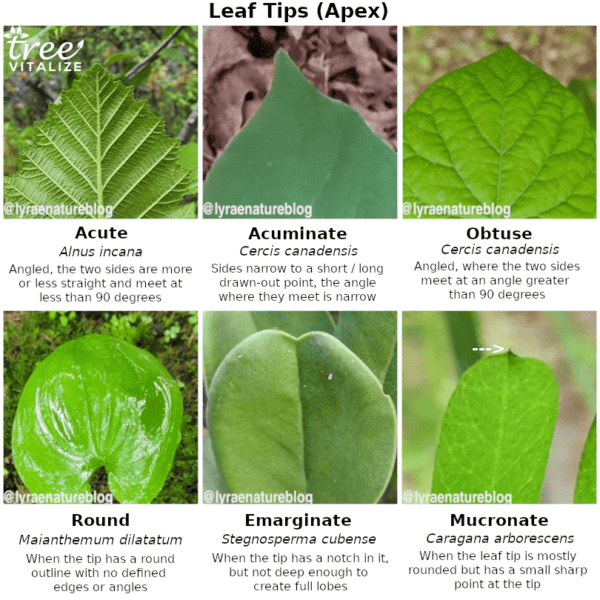 18 Different Types of Redbud Trees & Identifying Features