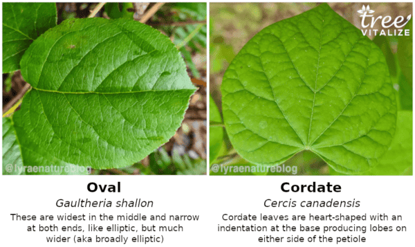 16 Different Types of Cherry Trees & Their Identifying Features