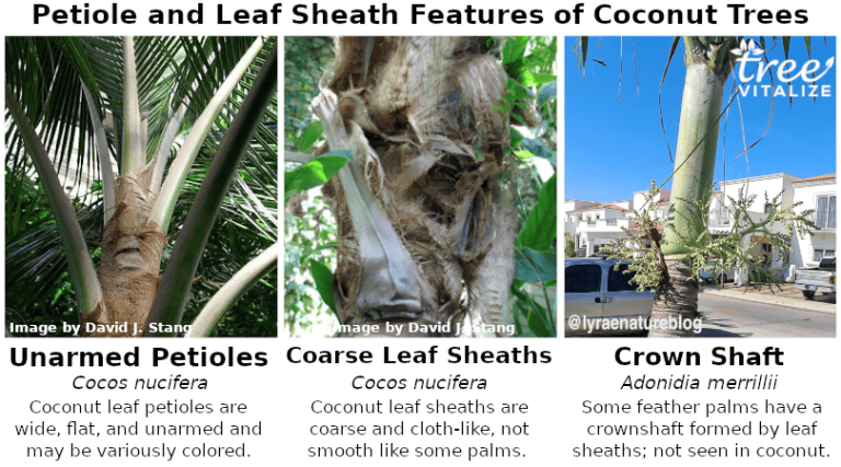 13 Different Types of Coconut Trees & Identifying Features